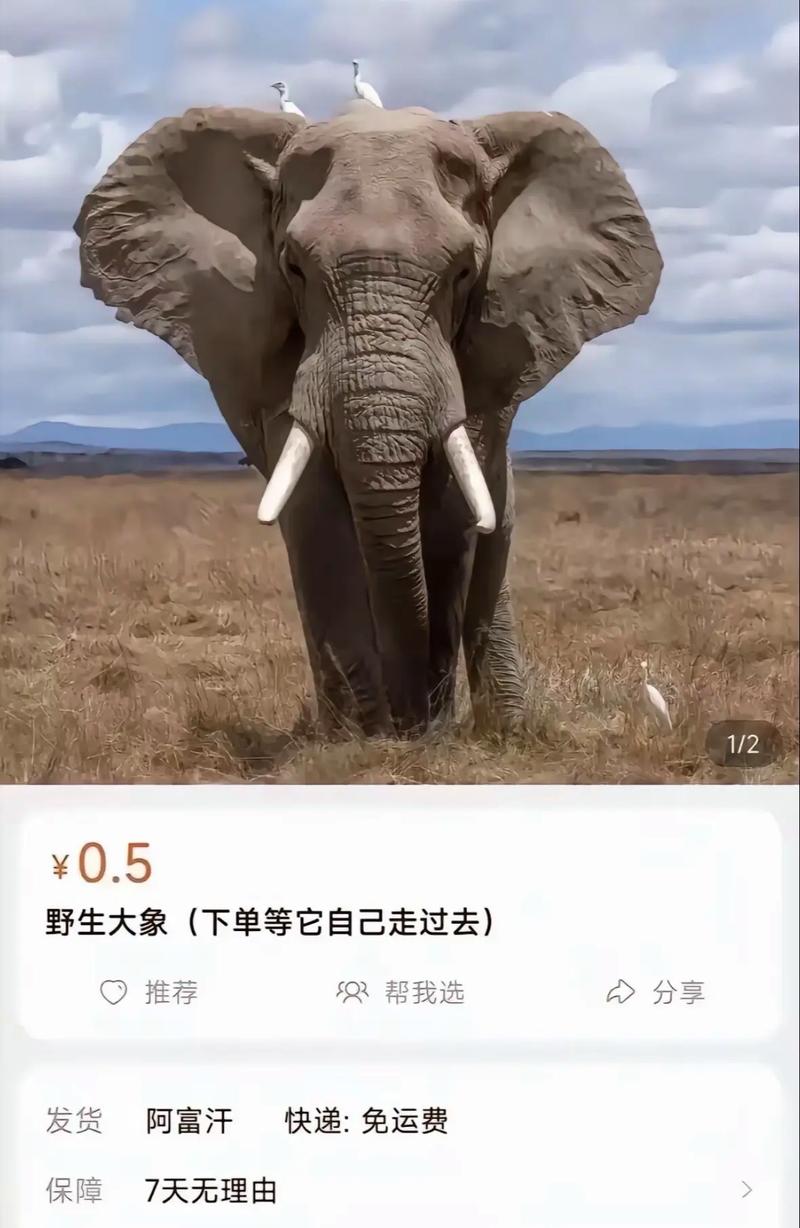 大象回家乡免费网站入口登录