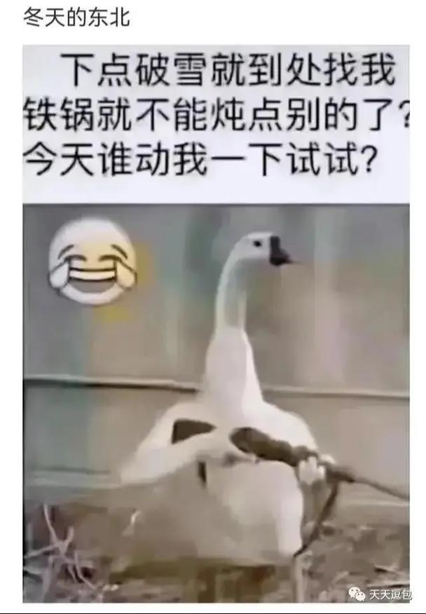 大鹅抖音网红黑历史