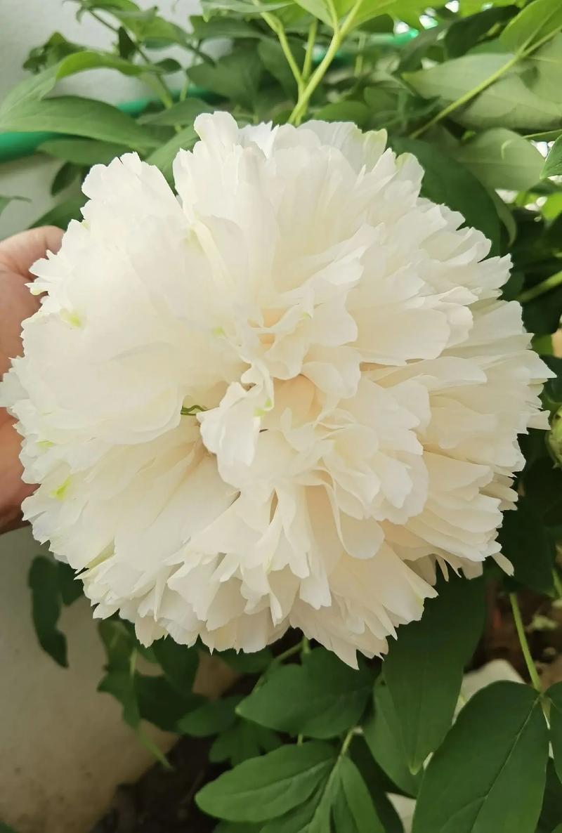 世界和平之花是什么花