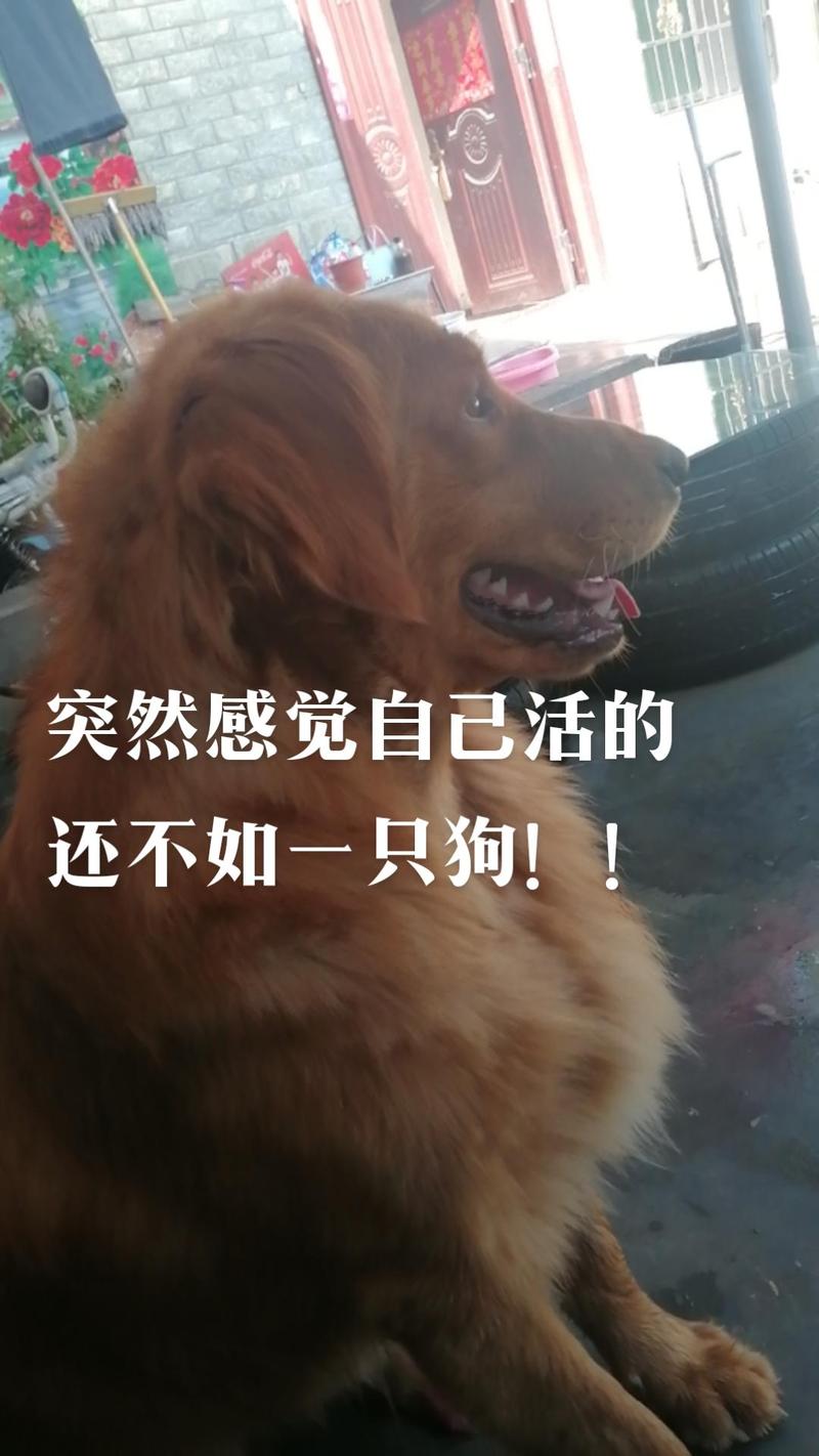 狗狗很强手机版