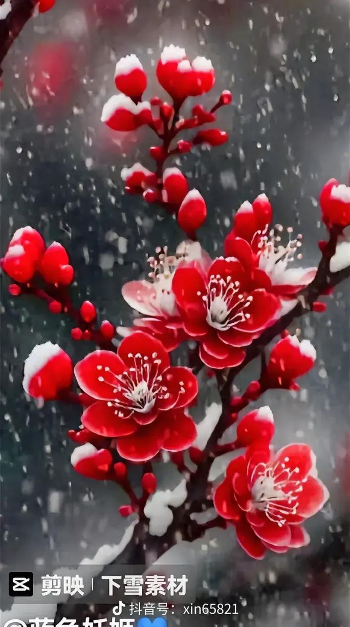 梅花视频怎么没了图标