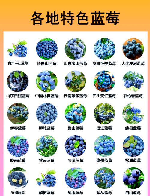 蓝莓内置MOD菜单无广告图标