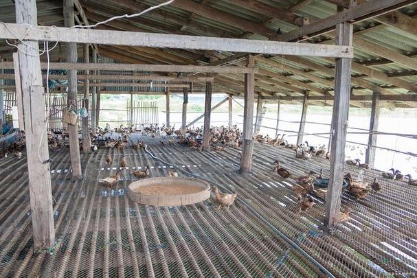 斗鸡棚的搭建步骤详解图标