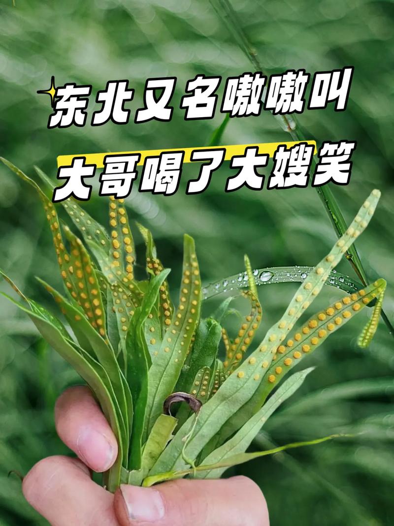 东北话kuku是啥意思图标