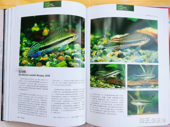 南美水族论坛2024年最新消息