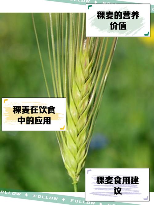 稞麦安卓版图标