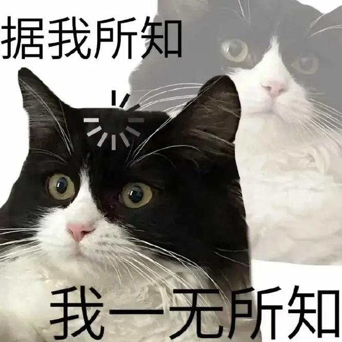 猫咪万恶之源表情包