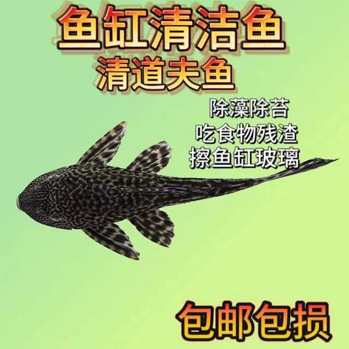 清道夫不清理鱼缸怎么办截图