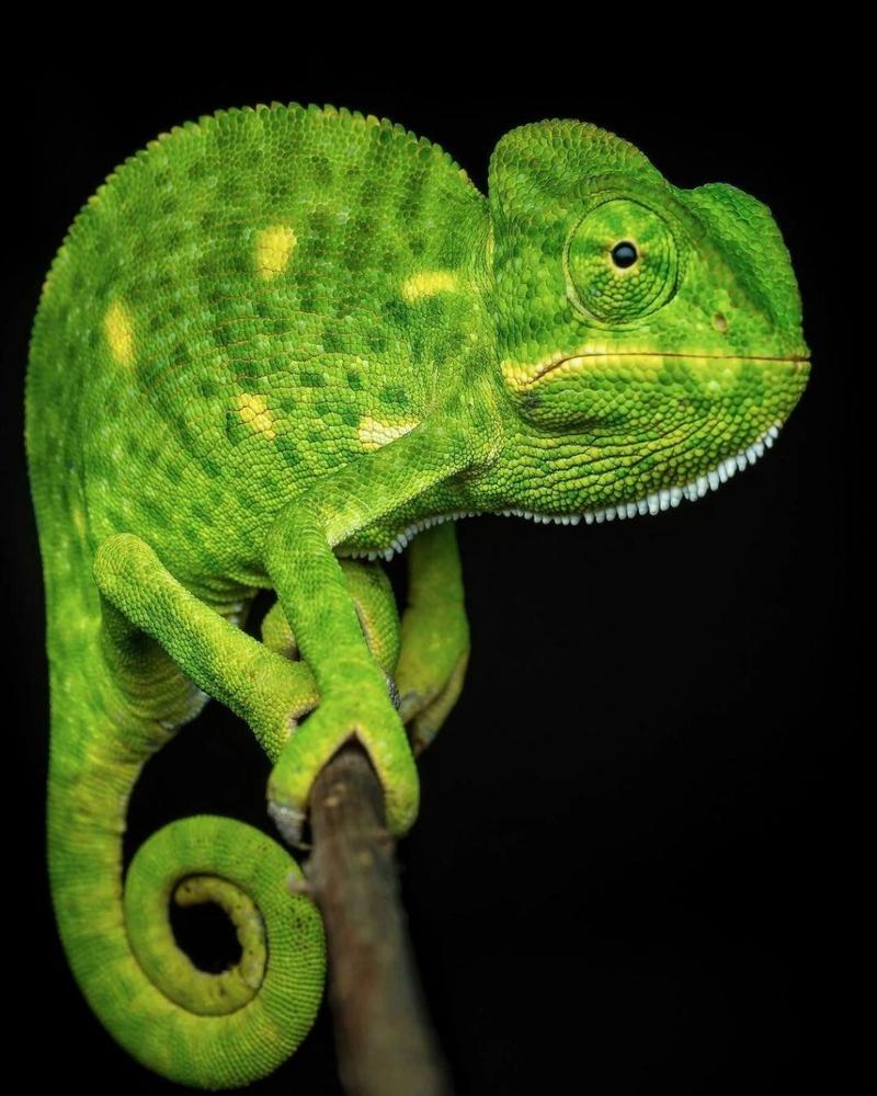 chameleon变色龙官网