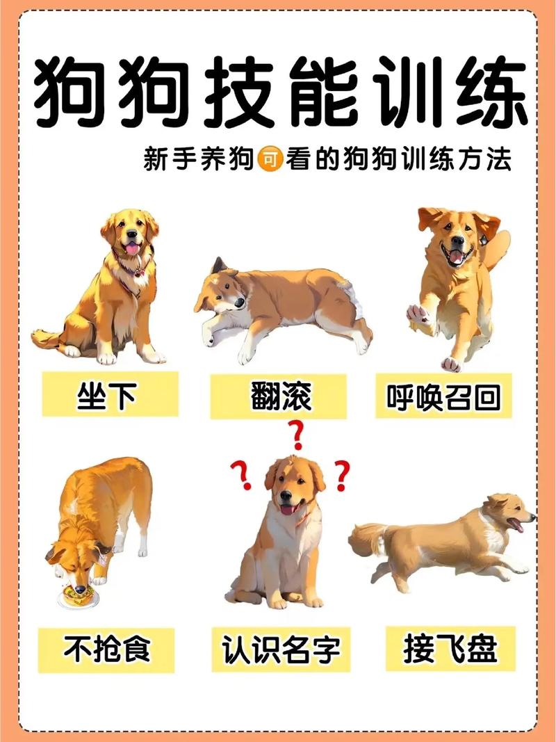狗狗训练教程