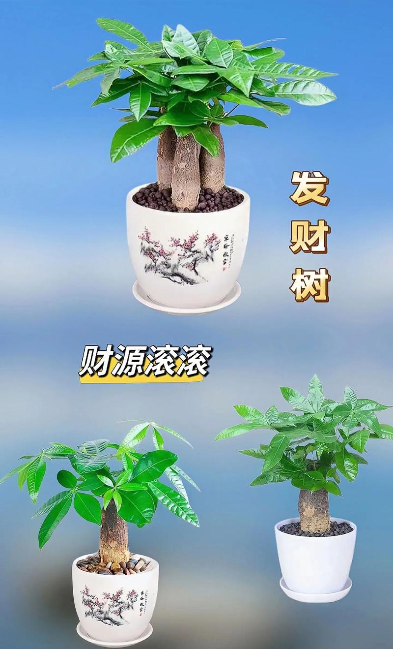 发财树短视频赚钱