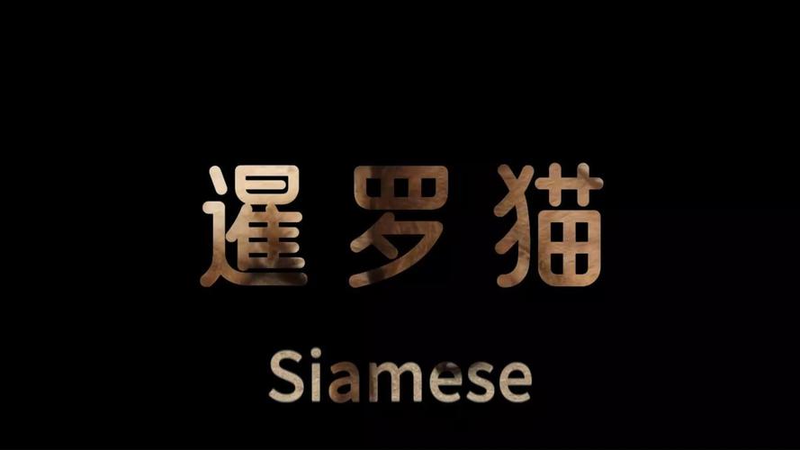 皇宫里的猫图标