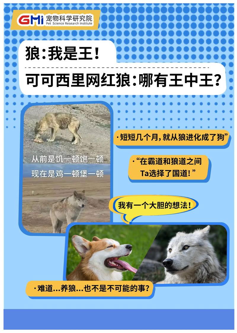 抖狼短视频