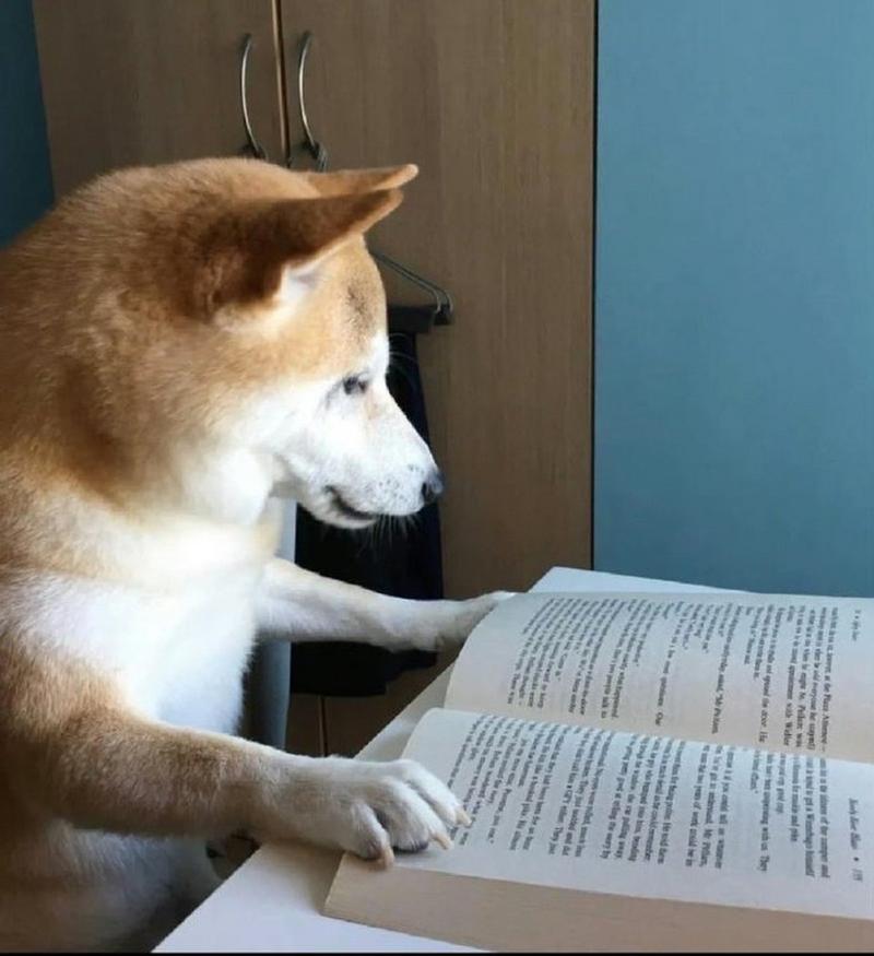 狗狗读书