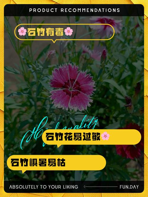 石竹花转发文章赚钱v1.0
