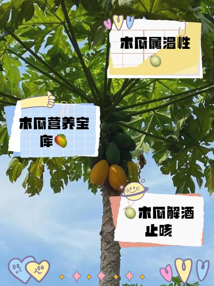 木瓜符
