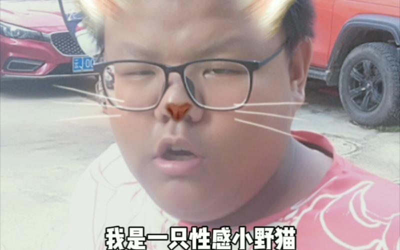 野猫助手