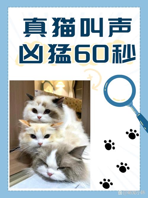 猫声有声小说v6.0.3.2507