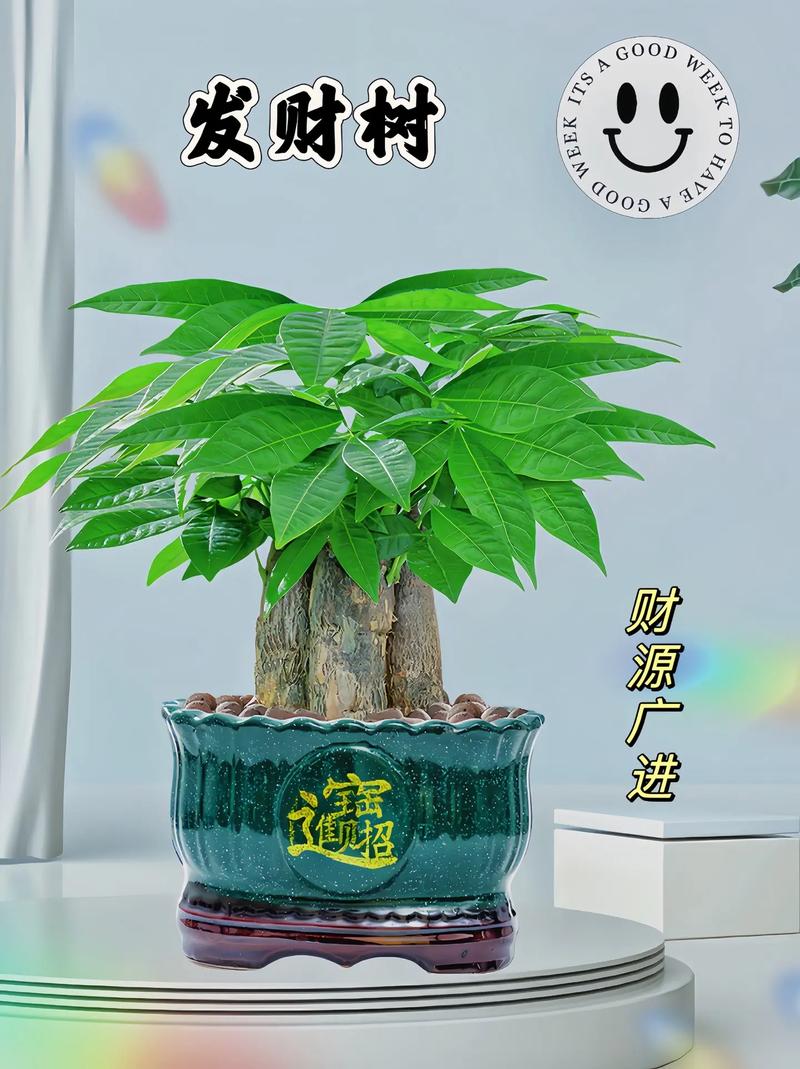 发财树短视频官方版
