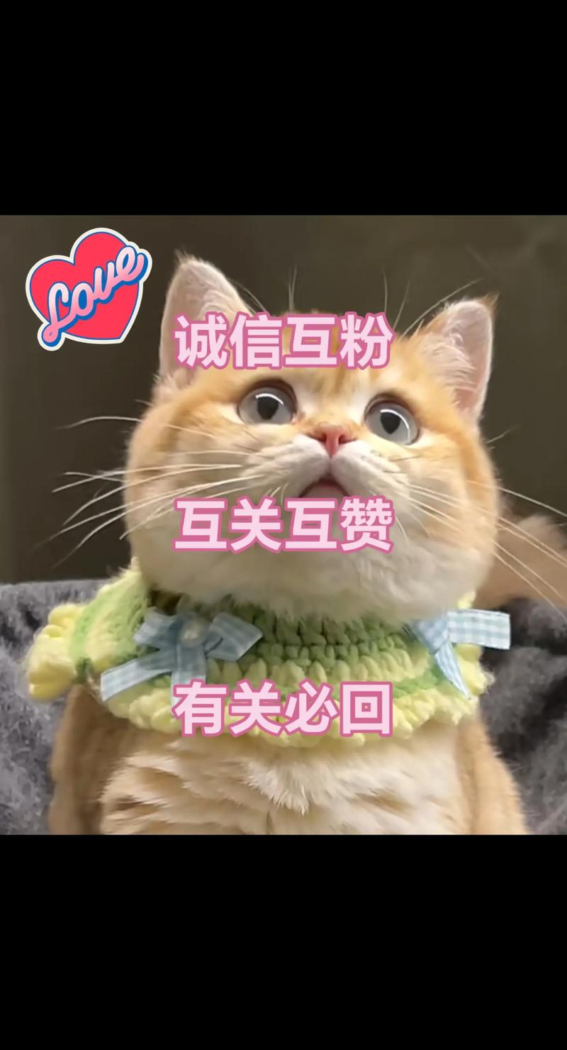 猫互赞最新版