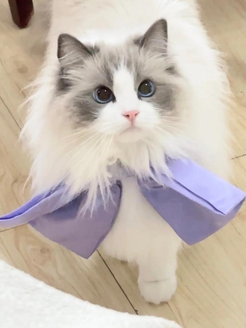 猫猫短视频最新版