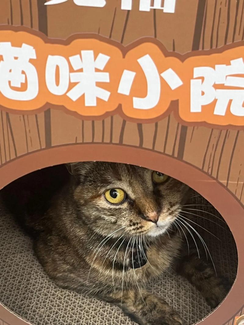 猫咪小院安卓版缩略图