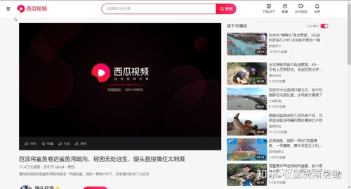 西瓜文化平台