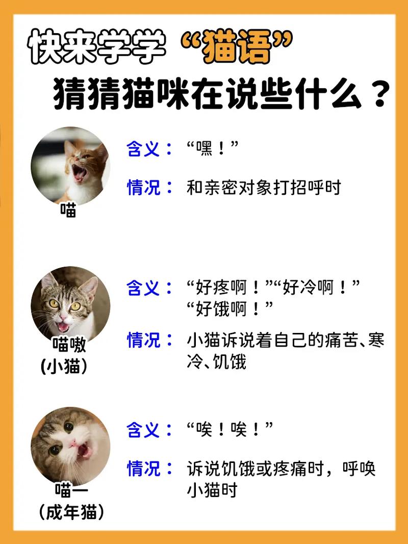 猫咪段子2021