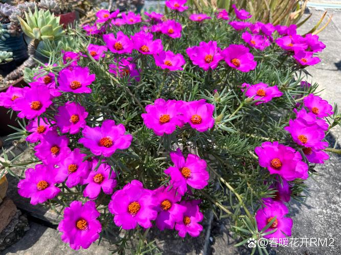 太阳花转发文章赚钱v3.7.2