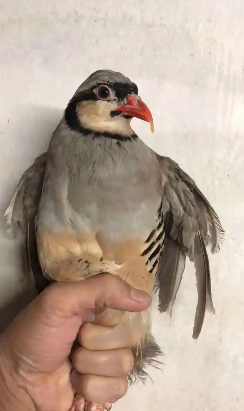 鹧鸪平台手机版