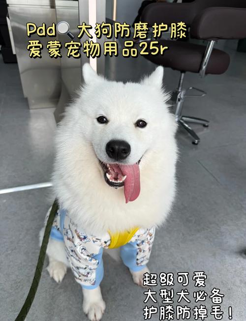 萨摩耶抢单神器2022最新版截图