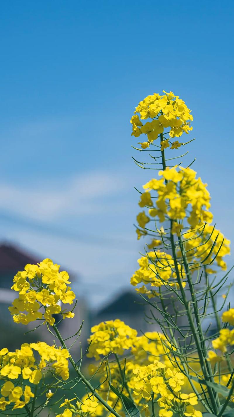 油菜花接单