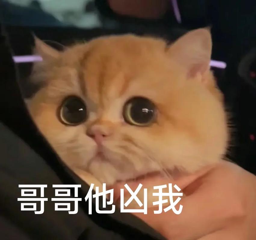 他凶我的时候我愣住了表情包