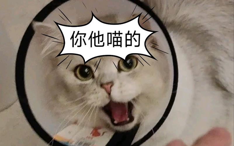 他喵看看