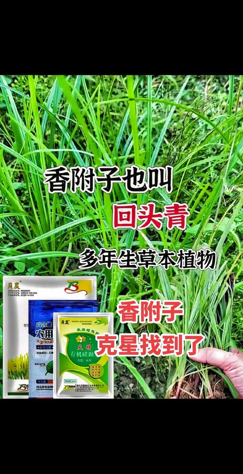 草王除草破解版图标