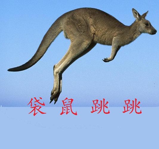 袋鼠跳跳跳图标