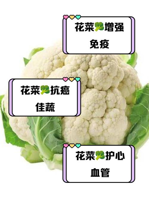 花菜资讯app图标