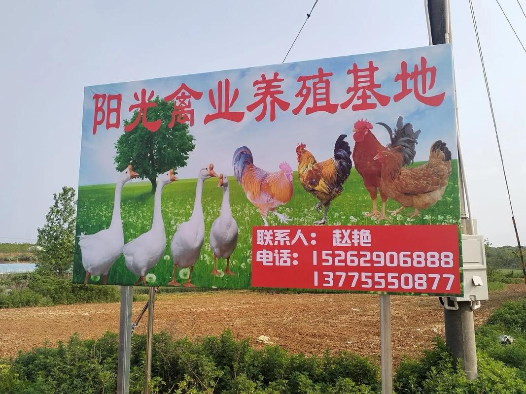 阳光鹅场图标