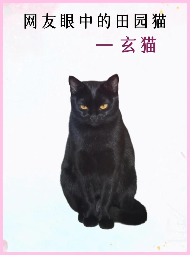 玄猫漫画1.0.9