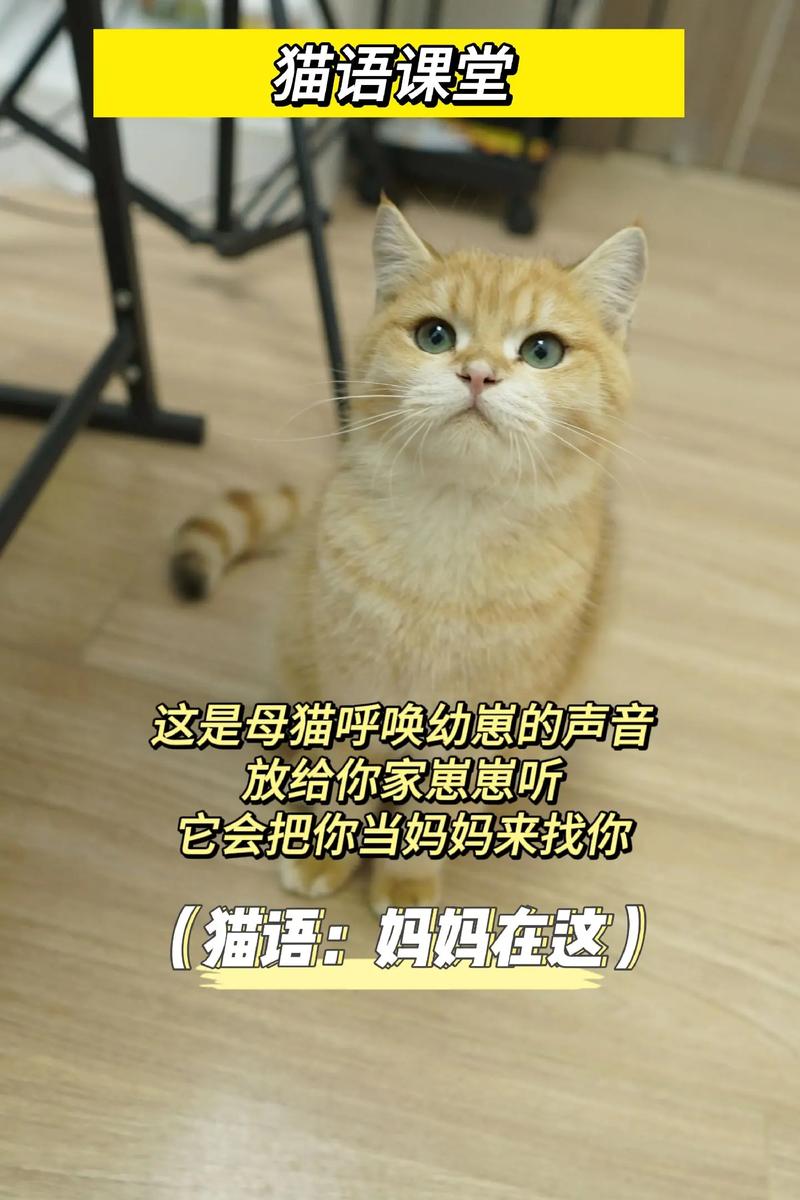 抖音当猫听到主人说要再买个猫时表情包截图