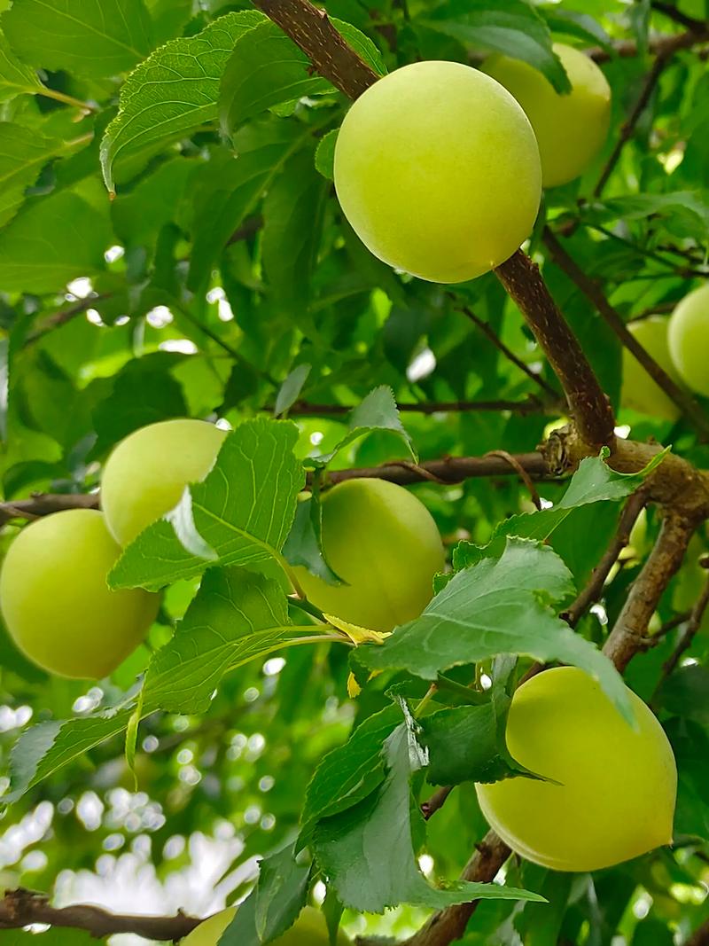 青梅资讯app手机版下载