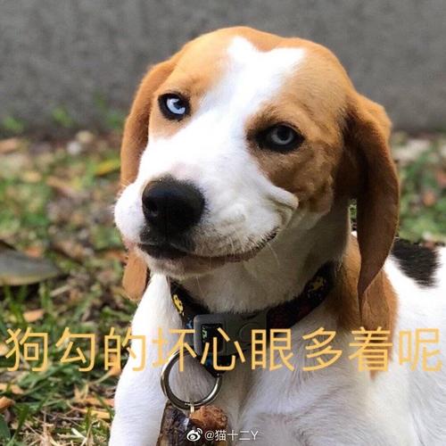 抖音小狗勾坏心眼多着呢表情包大全