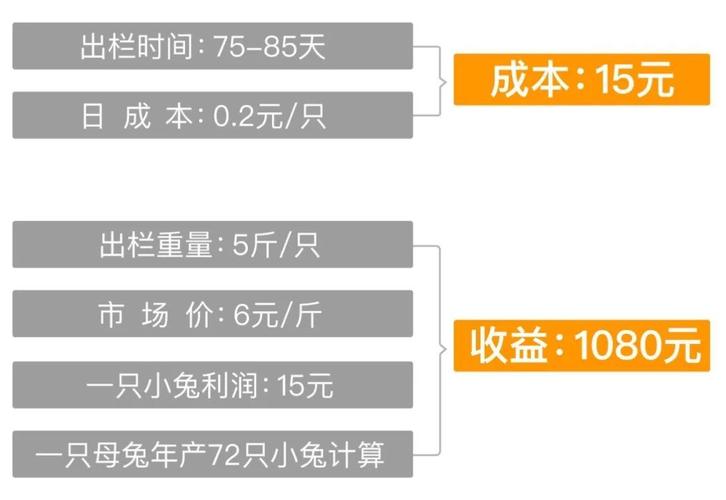 养兔子赚钱