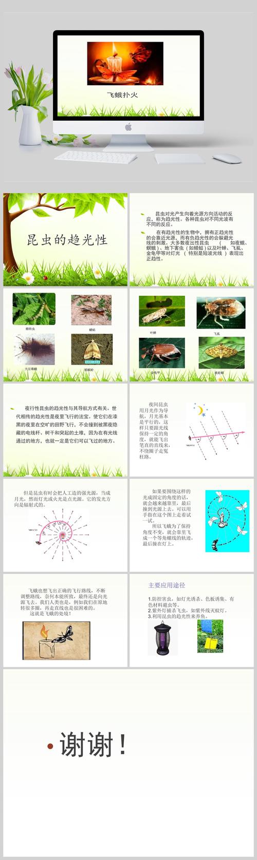 趋光生物