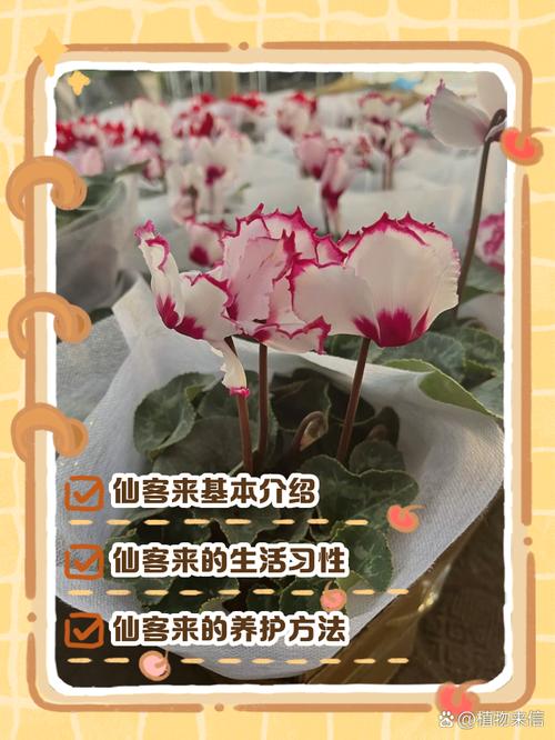 仙客来赚钱版