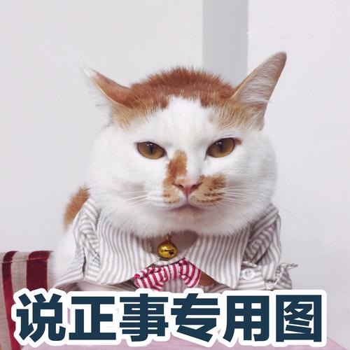 抖音装修派棕猫表情包截图