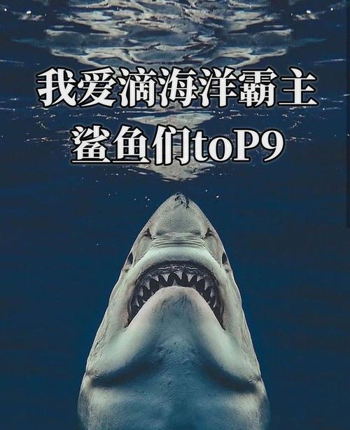 鲨鱼.top官网版
