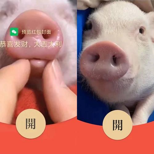 猪猪米多多红包