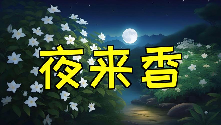 夜来香交友聊天截图