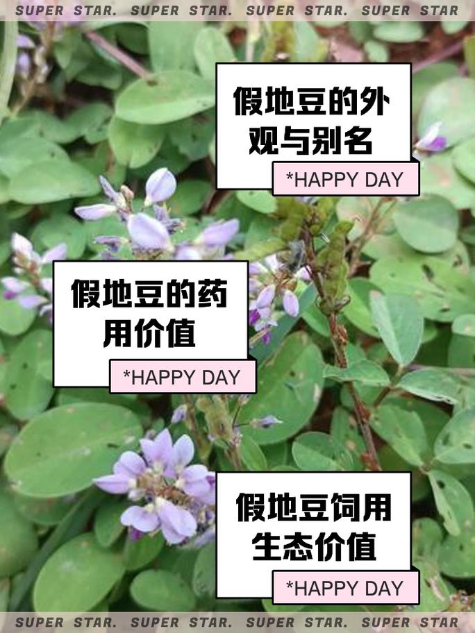 地豆小说官方版